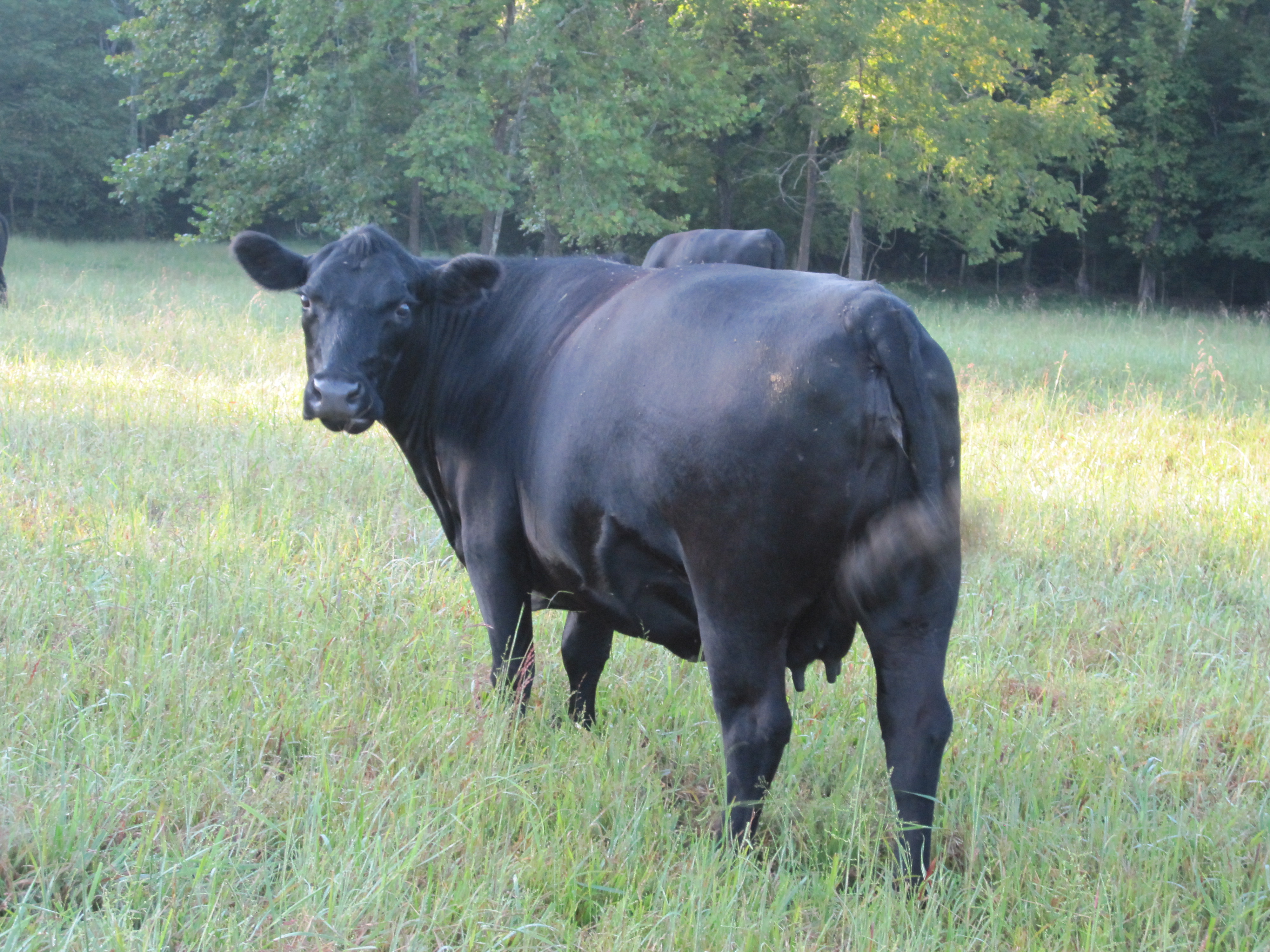 Sunnyfield Farm Angus